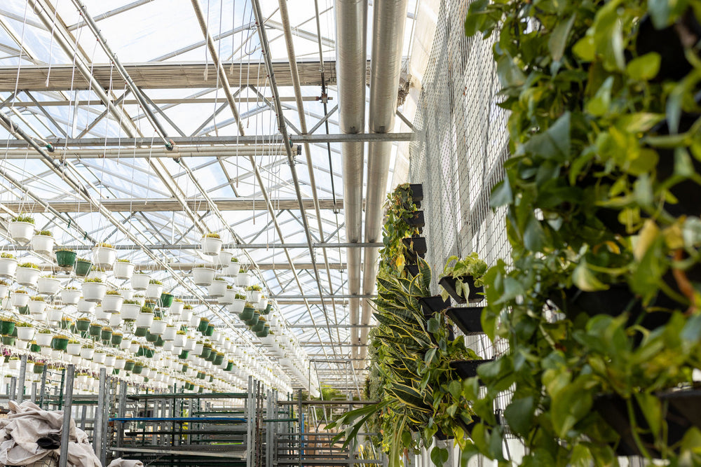 Largest Vertically Integrated Hemp Farm in Northern Virginia Uses FOOP