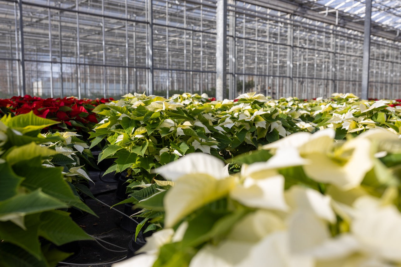 Commercial Growers (All)
